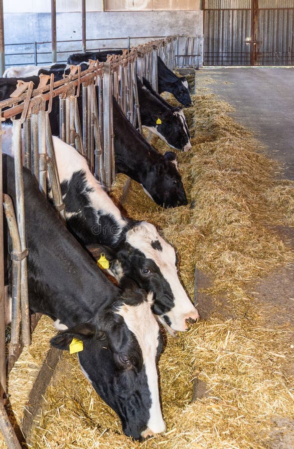 Cows on Farm. editorial image. Image of holstein, livestock - 116022460