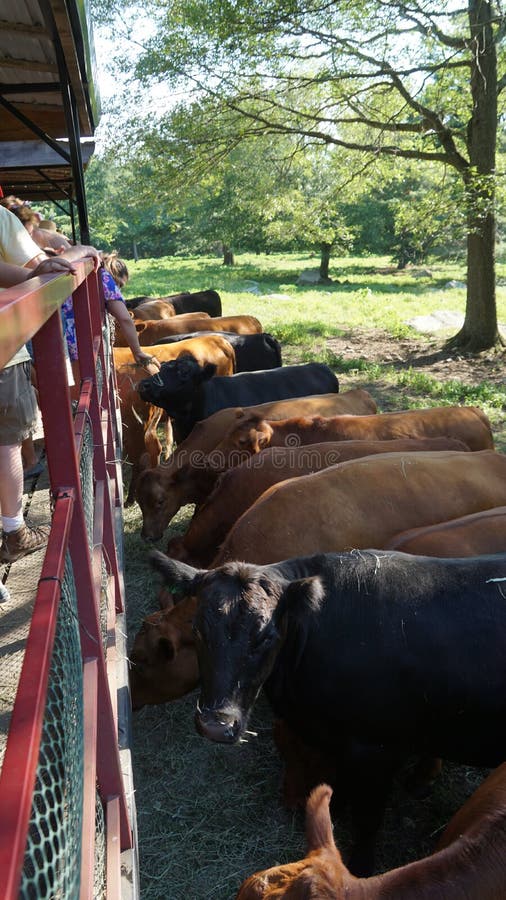 Cows stock image. Image of connecticut, farm, america - 75212721