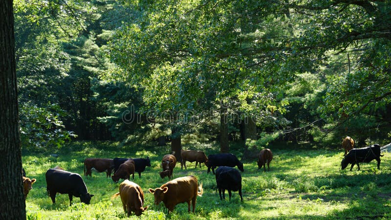 Cows on Farm in Connecticut Stock Photo - Image of farm, forest: 75212444
