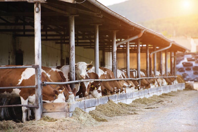 Farm Cowshed with Milking Cows Eating Hay from Manger Stock Photo ...