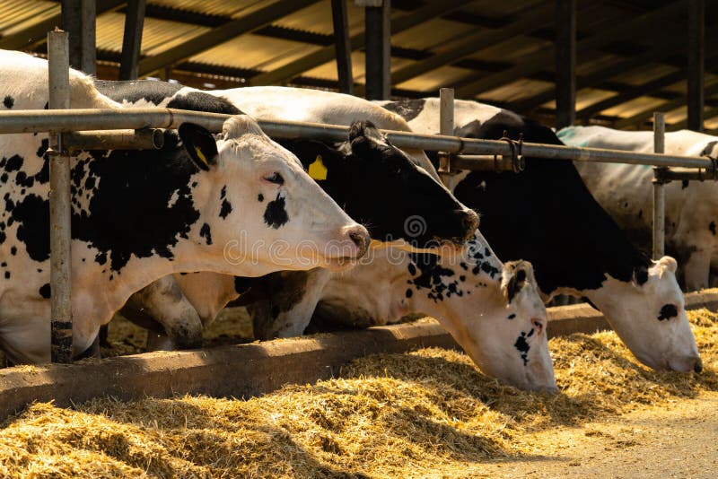 Cows on a farm stock photo. Image of mammal, agriculture - 268445280