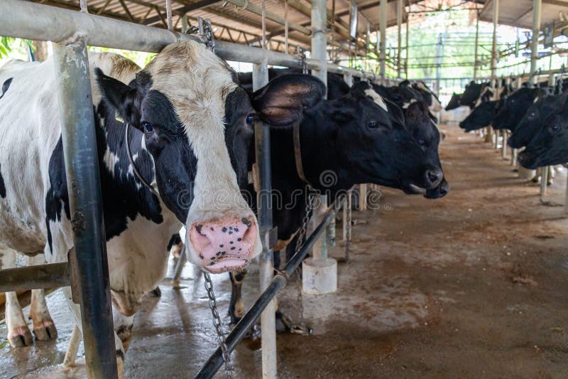 Cows in the Farm. Dairy Cows in the Farm Stock Image - Image of heifer ...