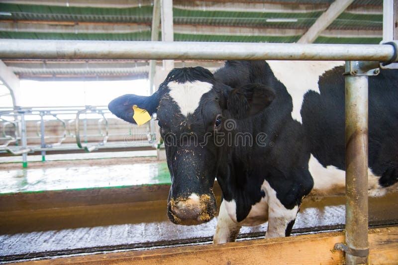 Cows in a farm. Dairy cows stock image. Image of black - 85047707