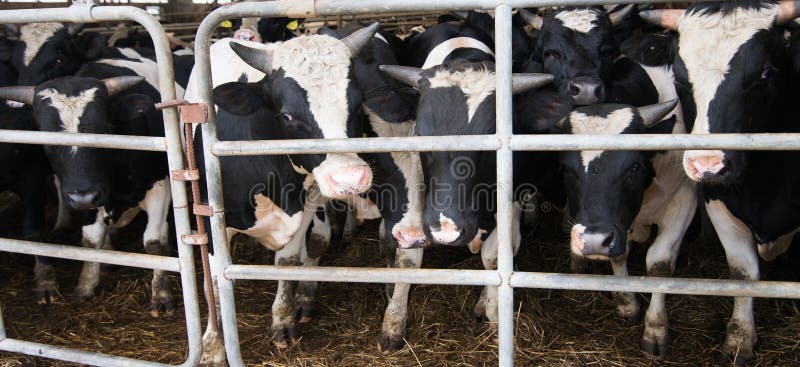 Cows in a Farm. Dairy Cows. Stock Image - Image of field, feed: 97052835
