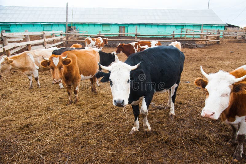 Cows in a farm. Dairy cows stock image. Image of eating - 183059013