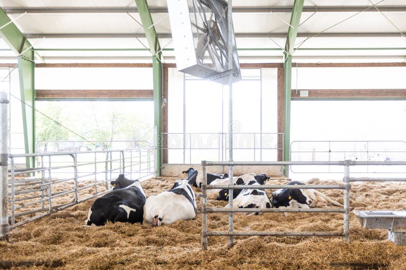 Cows in a Farm, Dairy Cows Laying on the Fresh Hay, Concept of Modern ...