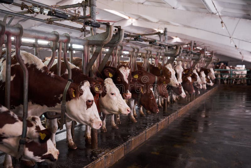 Cows in a Farm. Dairy Cows in a Farm Stock Photo - Image of country ...