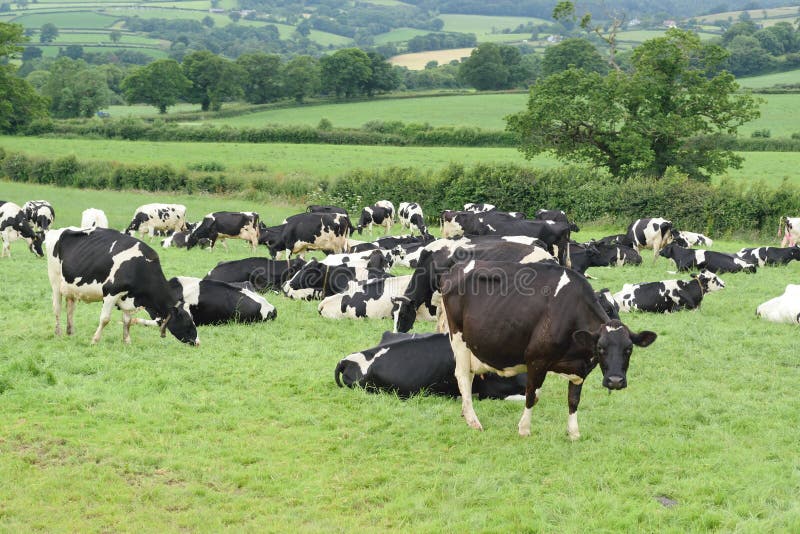 Cows stock image. Image of devon, dairy, graze, grass - 73722837