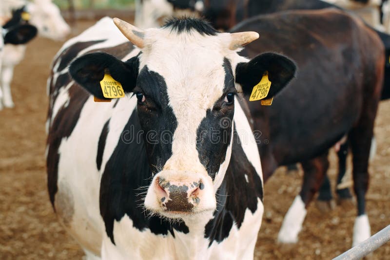 Cows on Farm. Cows Eating Hay in the Stable. Editorial Photography ...