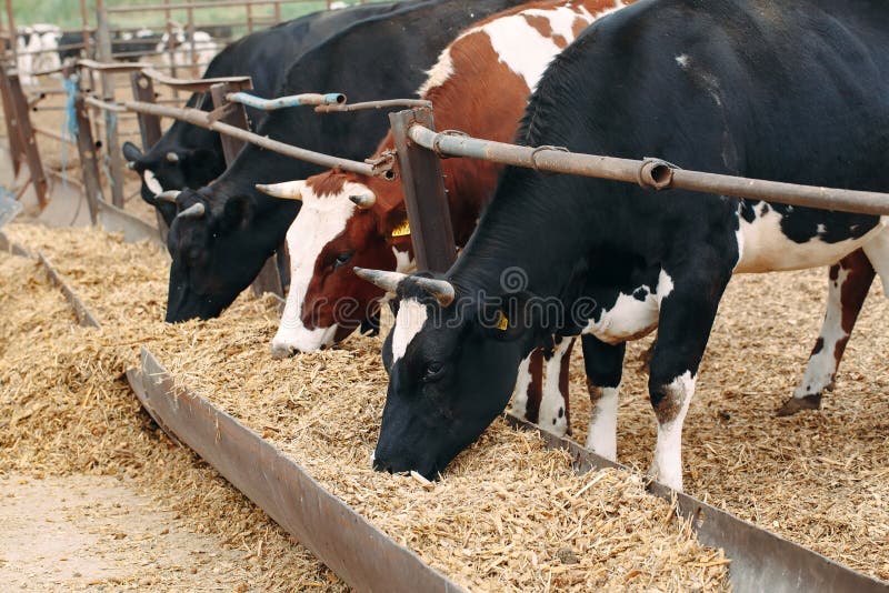 Cows on Farm. Cows Eating Hay in the Stable. Stock Photo - Image of ...