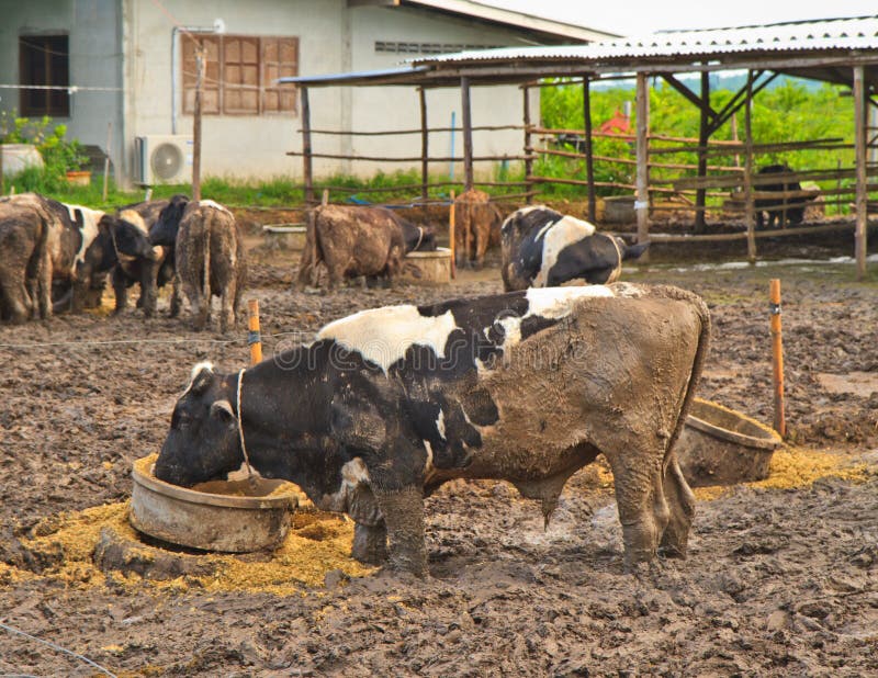 Cows at farm stock photo. Image of nature, mire, beef - 46723110