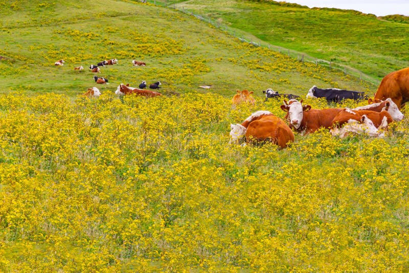 Cows in a Farm Feild Over Cliffs of Moher Stock Image - Image of clare ...