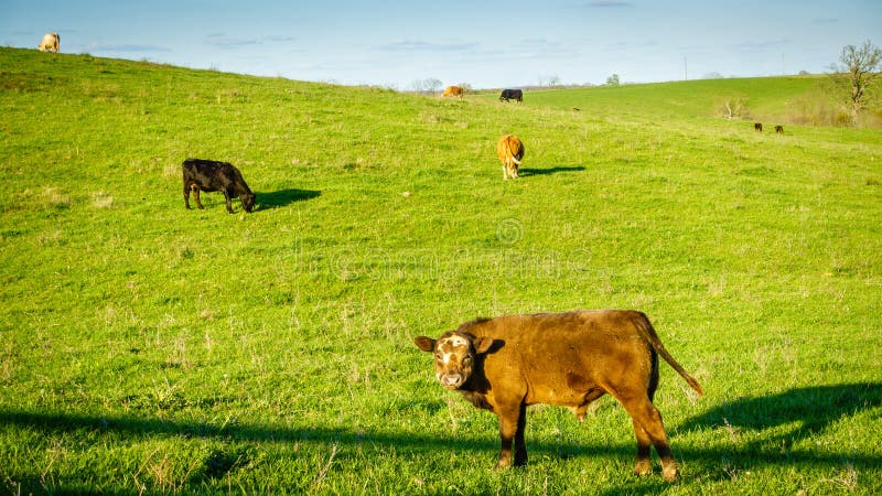 Cows in a farm in Kentucky stock photo. Image of standing - 228032194