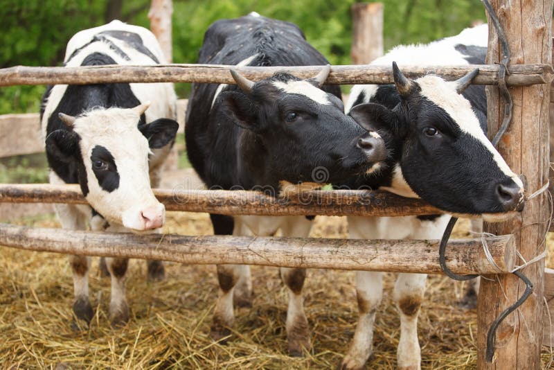 Cows on the farm stock image. Image of head, caws, agricultural - 107881791