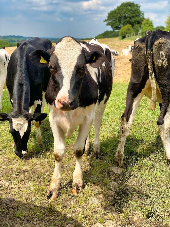 251 Multiple Farm Animals Stock Photos - Free & Royalty-Free Stock ...