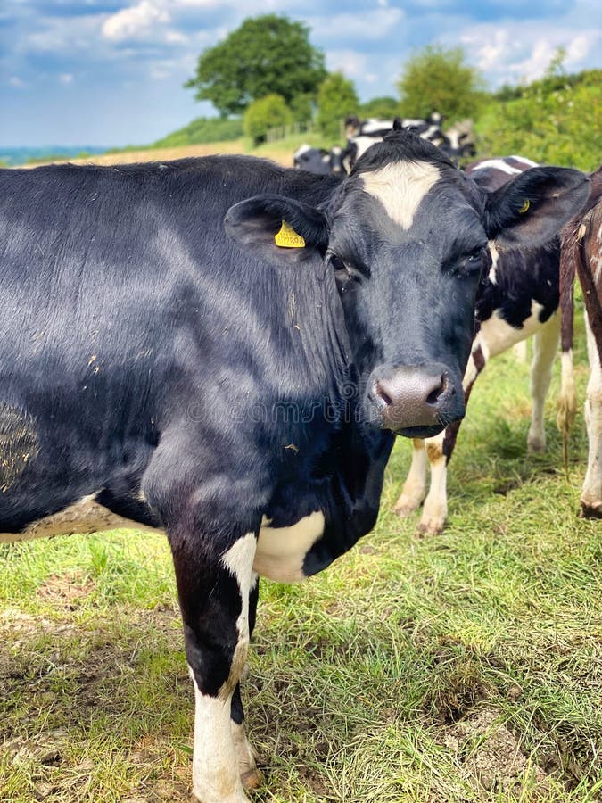 251 Multiple Farm Animals Stock Photos - Free & Royalty-Free Stock ...