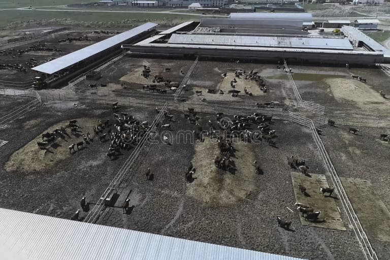 Cows on a Farm in a Paddock on Walk Stock Photo - Image of landscape ...