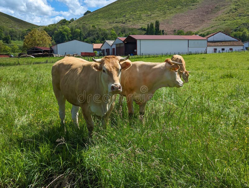 A Spring Day: Cows Grazing Happily on the Farm Stock Photo - Image of ...