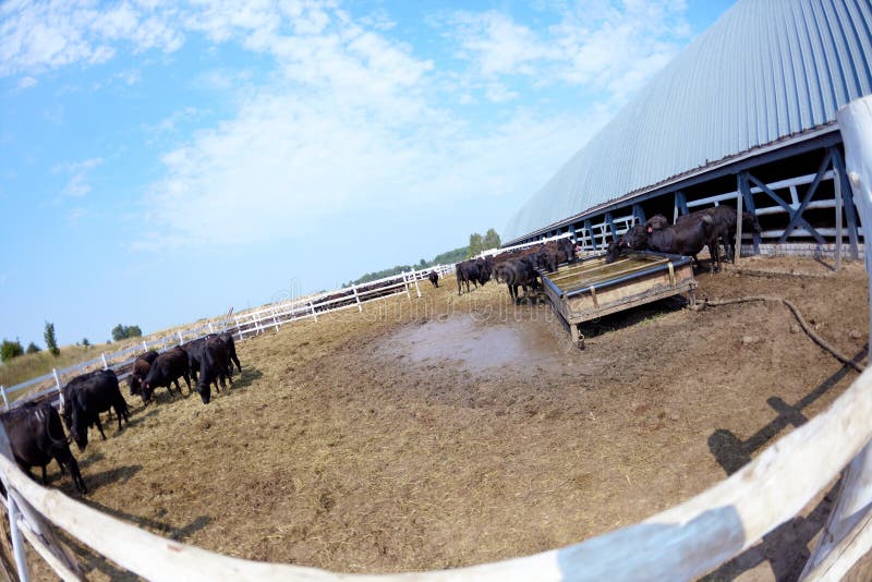 Cows on a farm in a pen stock image. Image of grazing - 21587413
