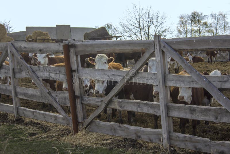 Cows on a Farm in the Pen with a Wooden Fence Stock Photo - Image of ...