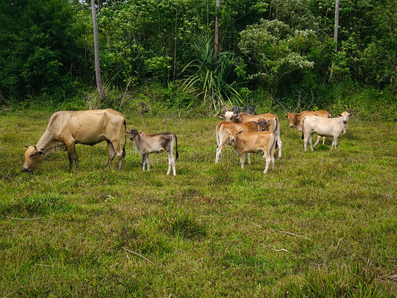 Cows Farm Rural Natural Habitat Stock Photo - Image of farm, habita ...