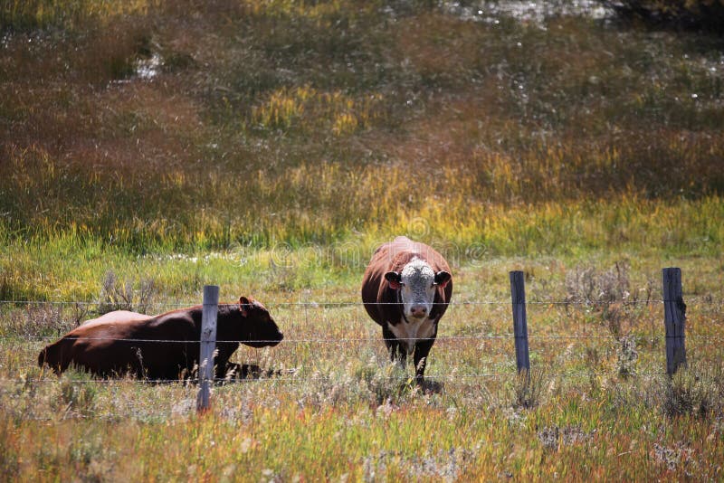 Cows at Farm stock photo. Image of grass, rest, taking - 47430248