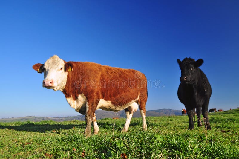 Cows farming agriculture stock photo. Image of mammals - 44262794
