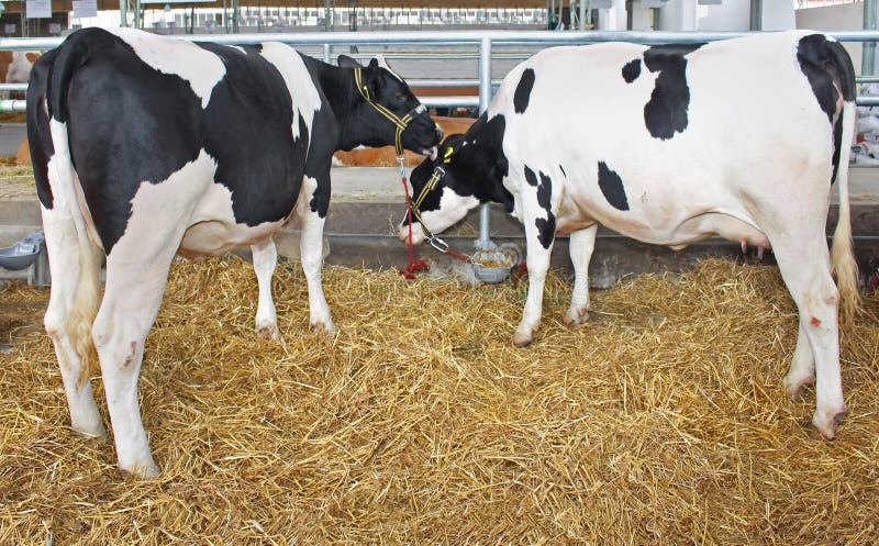 Cows farm stock image. Image of inside, domestic, indoor - 43283551