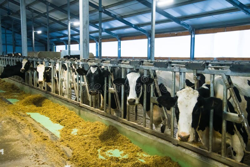 Cows on the Farm in Winter. Dairy Cows Editorial Stock Image - Image of ...