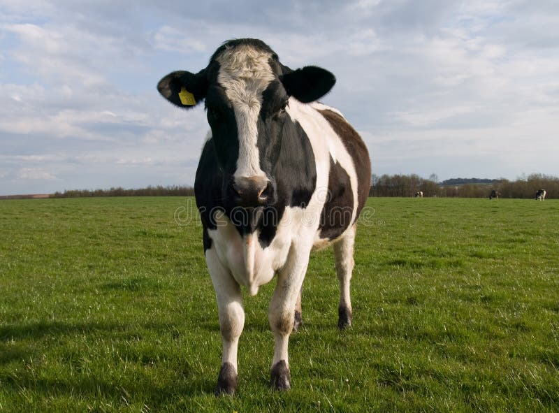 Cows On Farmland Picture. Image: 5084146