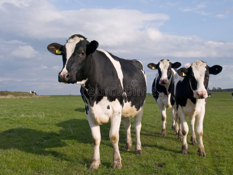 Cows on farmland stock image. Image of feeding, countryside - 5084153