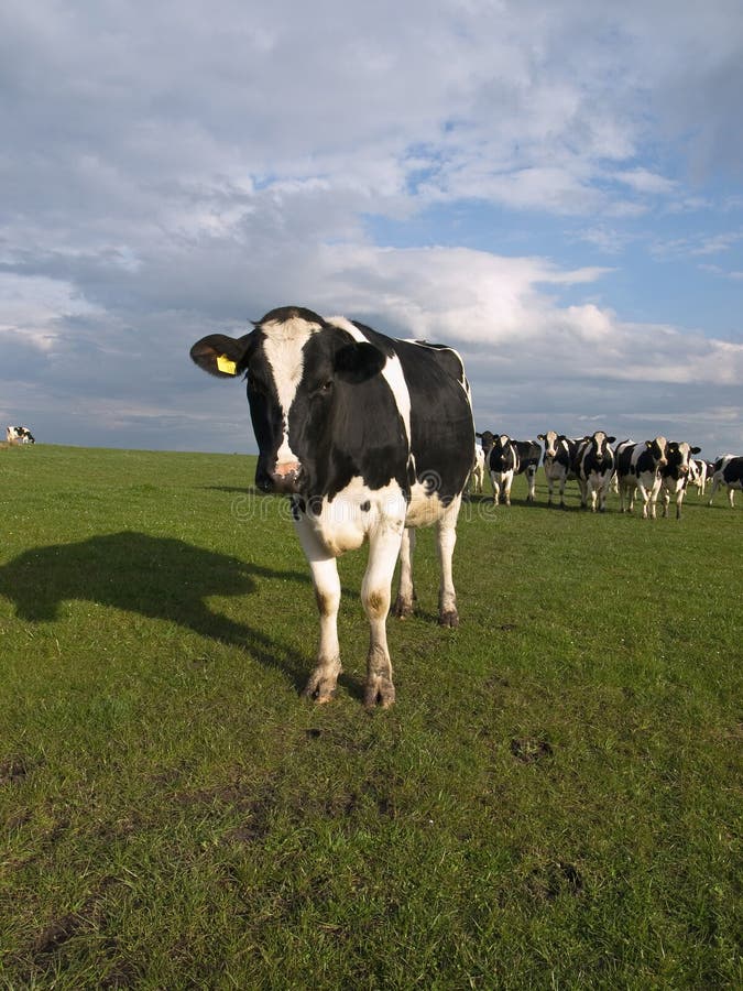 Cows on farmland stock photo. Image of yellow, farmyard - 5311806