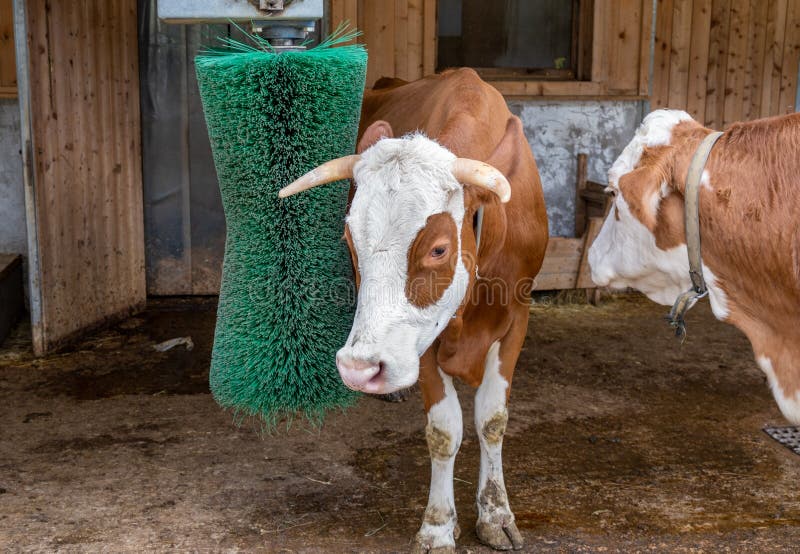 The Cows at Farmyard with Scratching or Washing Brush Stock Photo ...