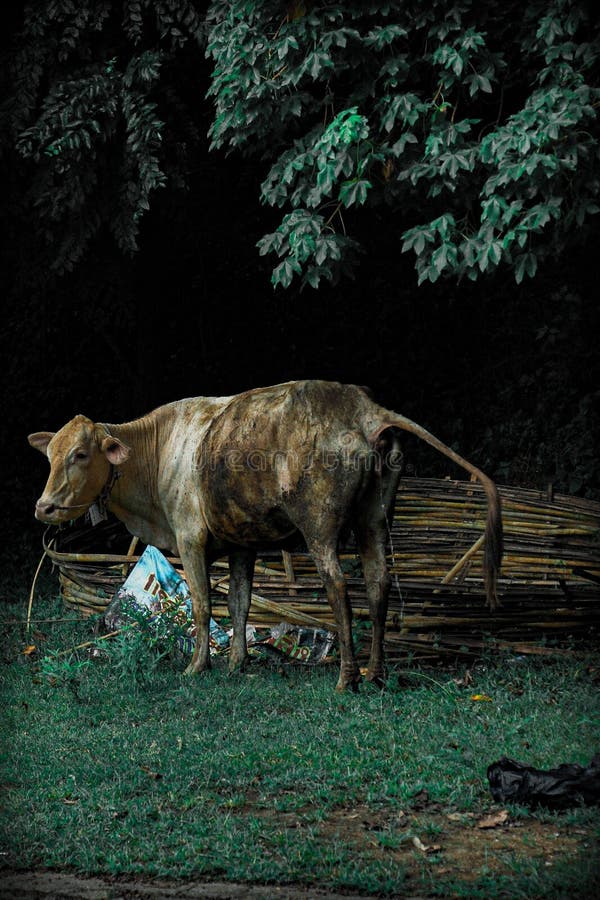 Cows that Feed in Nature Play in Muddy Water. Stock Photo - Image of ...