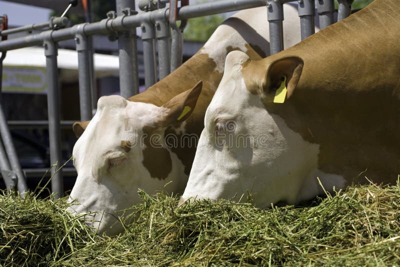 Cows are feeding stock image. Image of production, face - 24806889