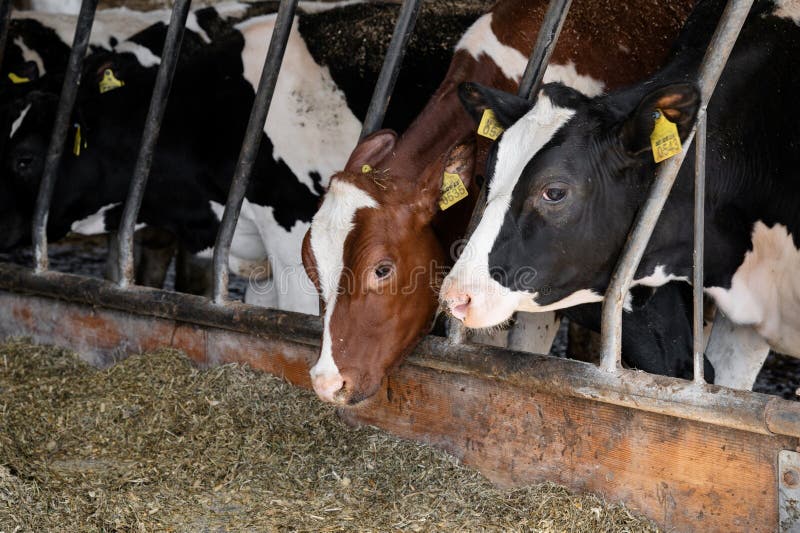 Cows feeding stock photo. Image of brown, breed, bovine - 44026506