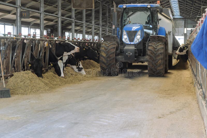 Cows Feeding in Cowshed on a Dairy Cattle Farm Stock Image - Image of ...