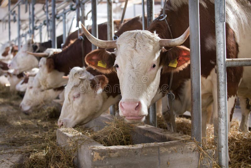 Cows feeding in stable stock photo. Image of animal, cattle - 88893544