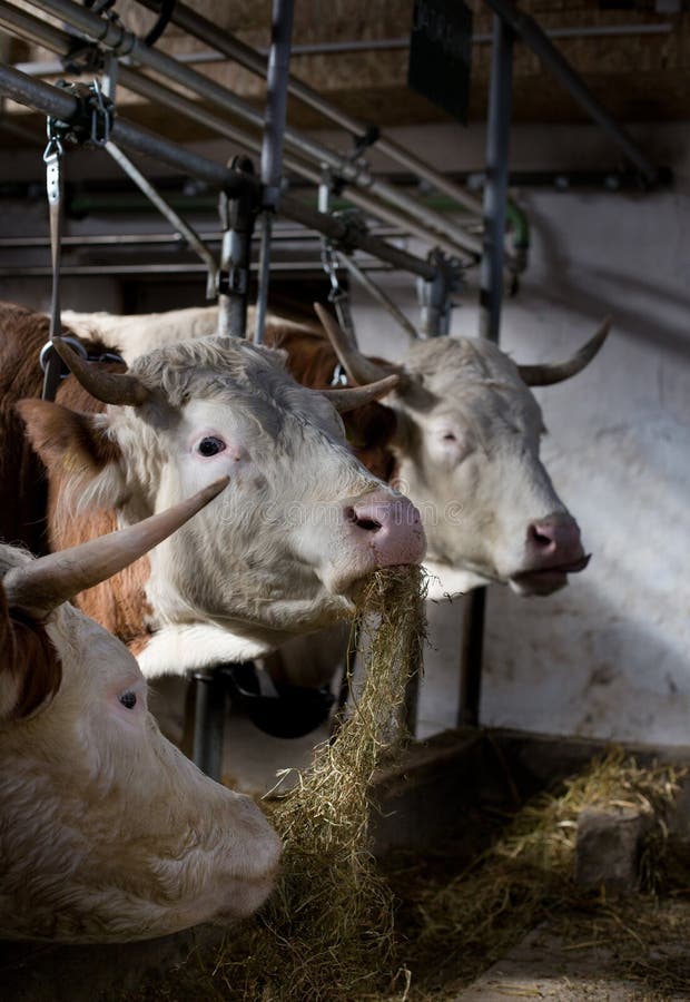 Cows feeding in stable stock image. Image of barn, feed - 88898141