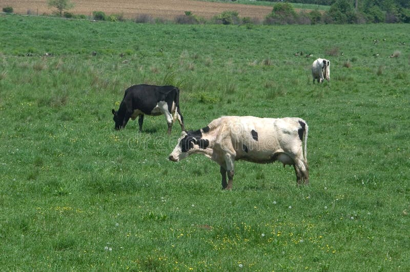 Cows in Field stock photo. Image of food, dairy, farming - 3448