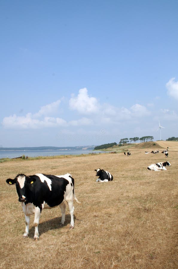 Cows in a field stock photo. Image of countryside, agriculture - 1031378