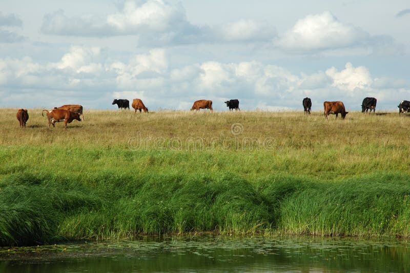 Cows on the field stock image. Image of lilys, beef, pskov - 1657145