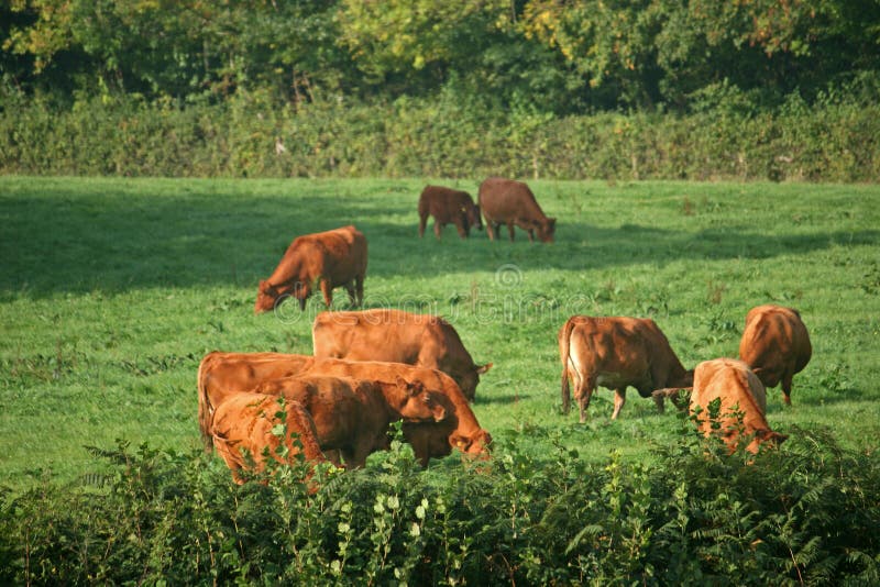 Cows in field stock image. Image of agriculture, field - 17521373