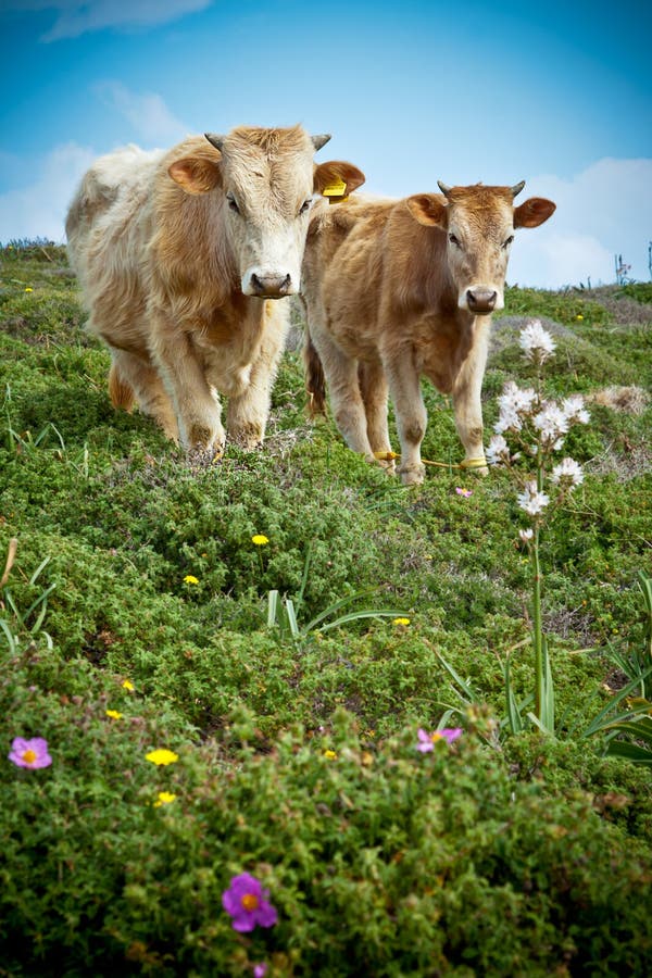 Cows in a field stock image. Image of grass, cattle, eyes - 19978835