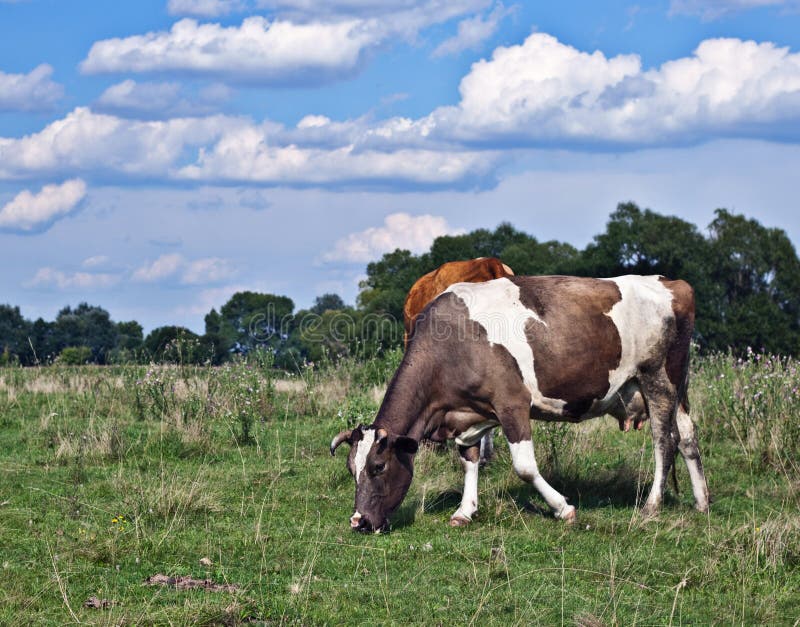 Cows in field stock image. Image of farming, graze, clouds - 20683077