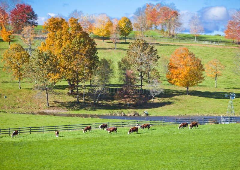 Cows in a field stock photo. Image of herd, tranquility - 27242472
