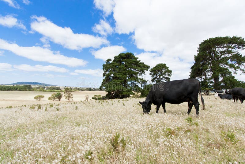 Cows in field stock photo. Image of eating, blue, feed - 28732498