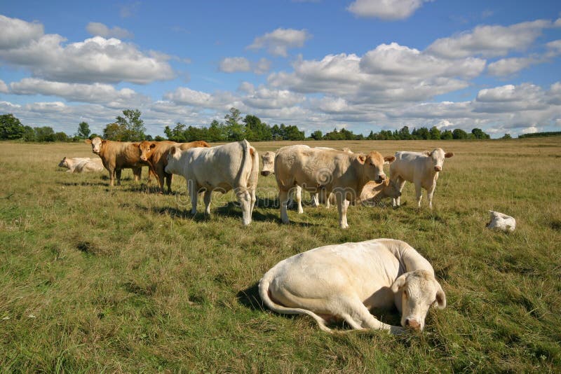Cows in field stock photo. Image of watching, lying, puffy - 29373194