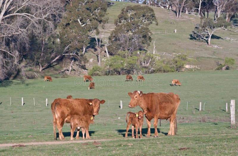 Cows in the field stock image. Image of scene, farming - 4815499