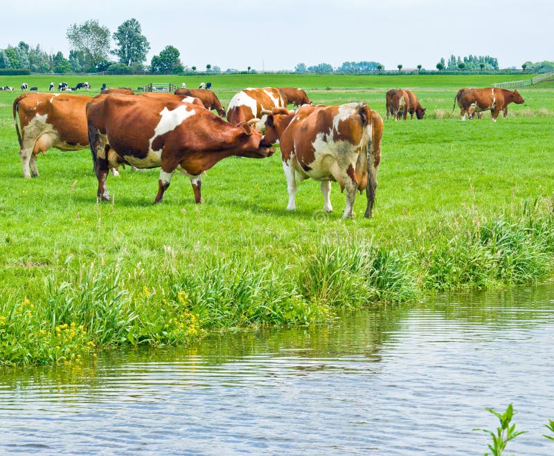 Cows on a Field stock image. Image of fauna, building - 5754425
